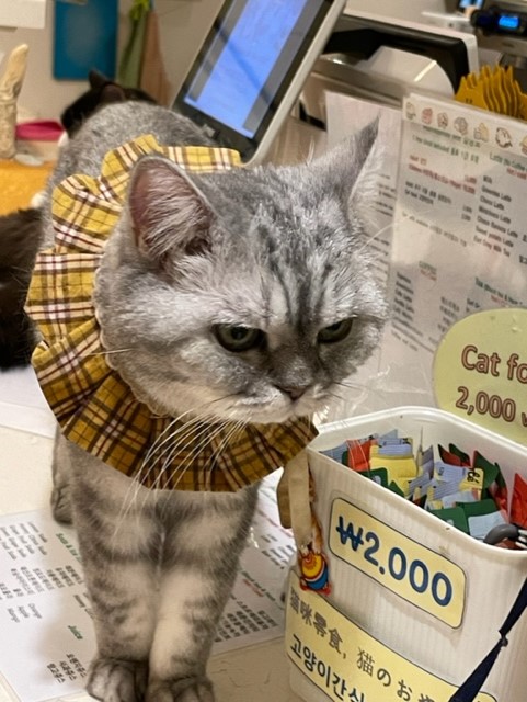 Best cat cafe to visit in Seoul - Cats Playground - The Smart Travelista