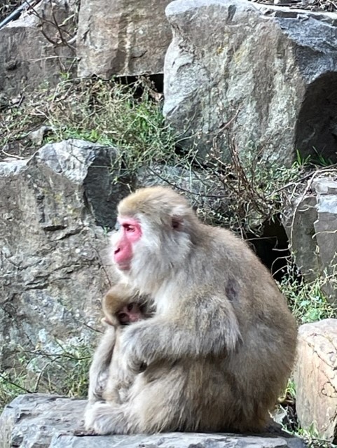 Spotlight on the Jigokudani Snow Monkey Park in Nagano - The Smart ...